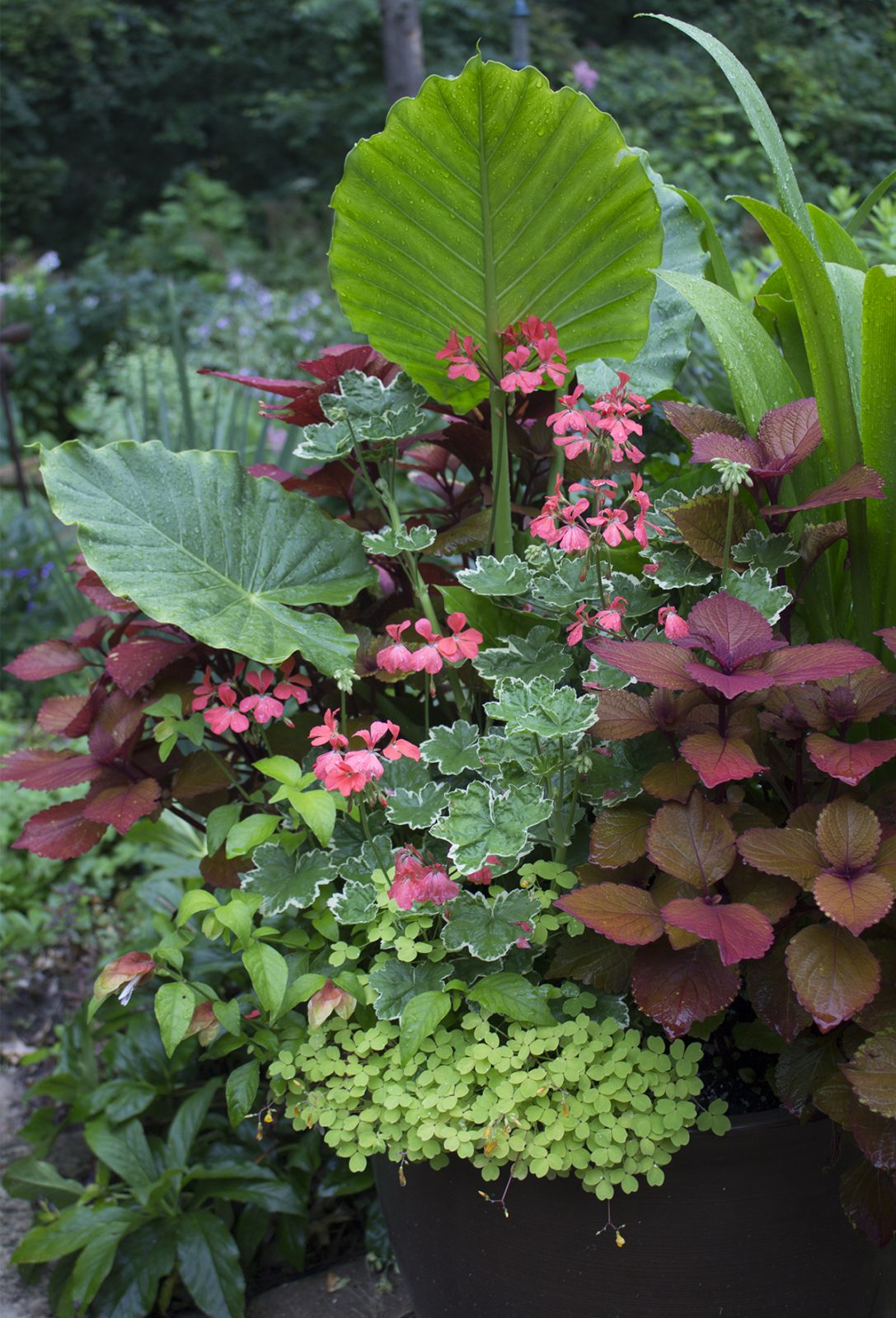 Combining Container Plants to Save Space and Time - PlantersPlace.com