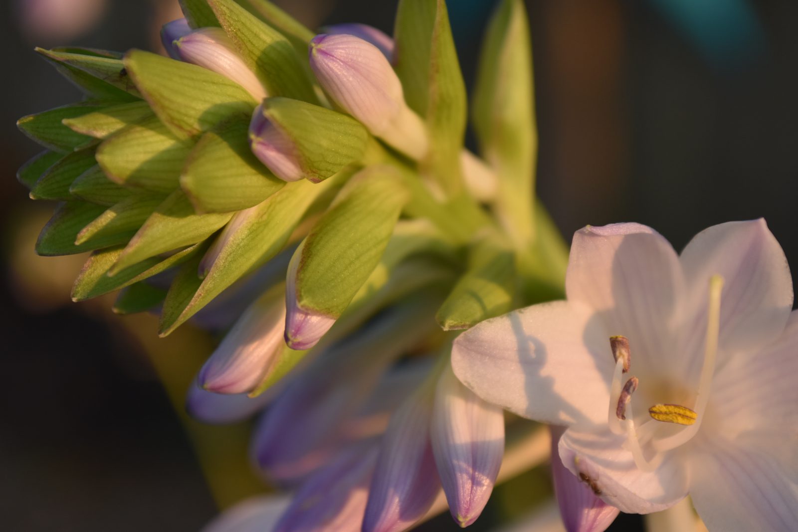 Hosta in bloom - Planters Place