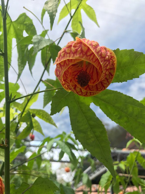 End of Summer - Flower - Planters Place
