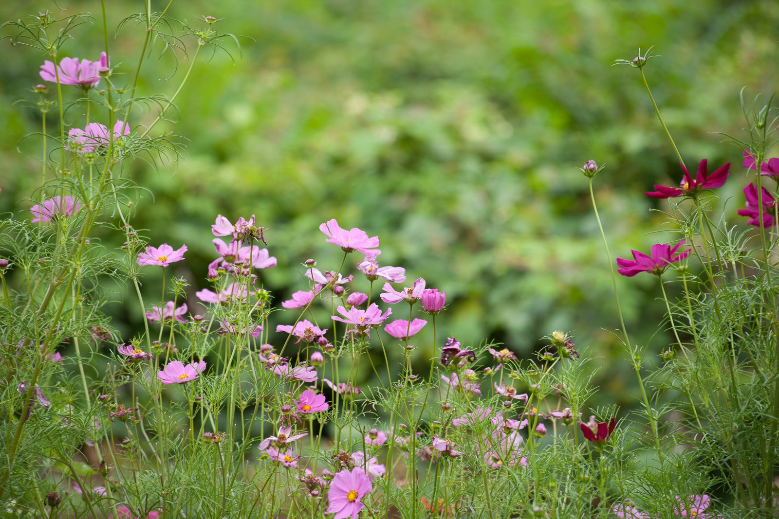 Cosmos - Planters Place