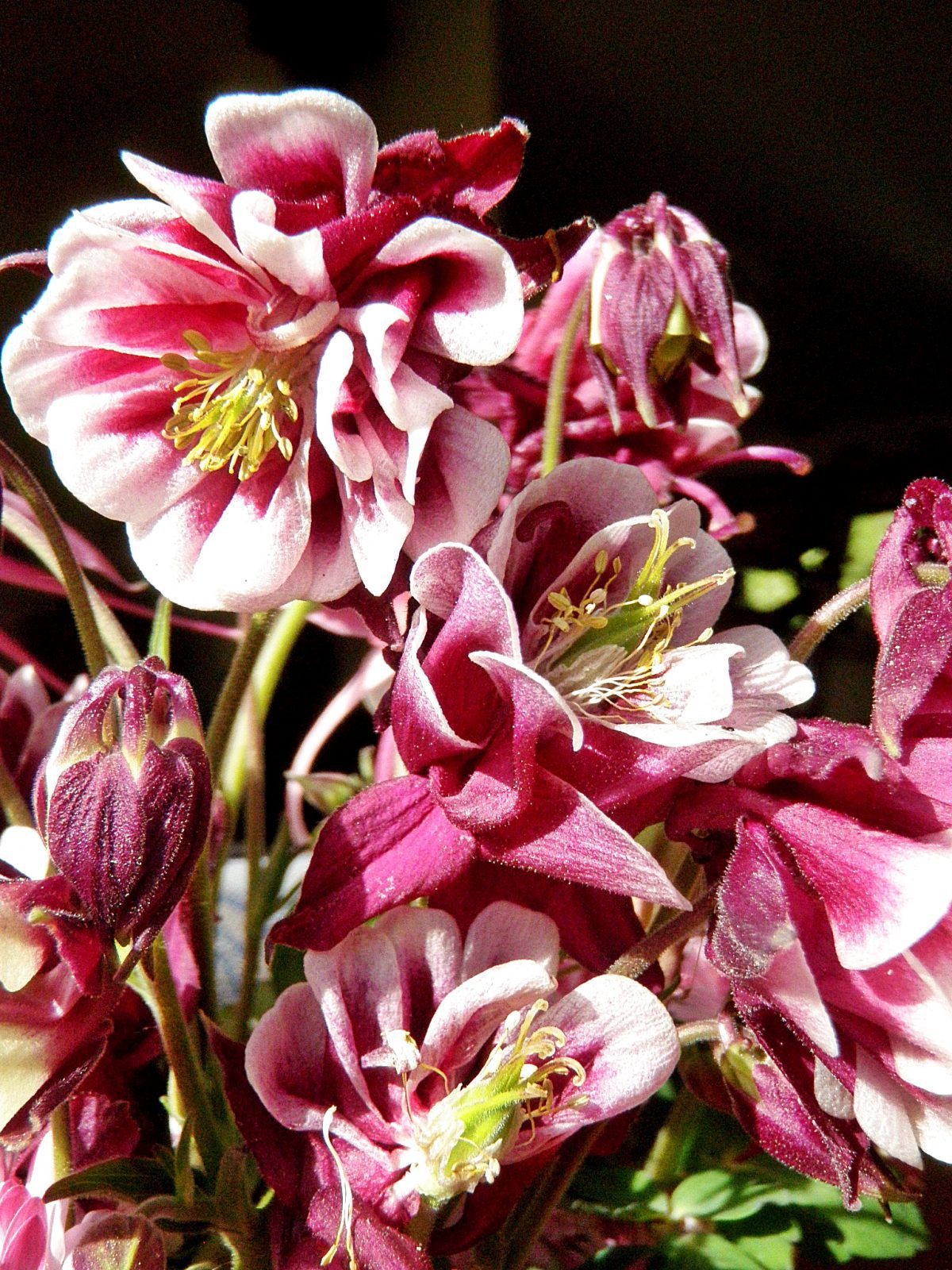 Peppermint Columbines - Planters Place