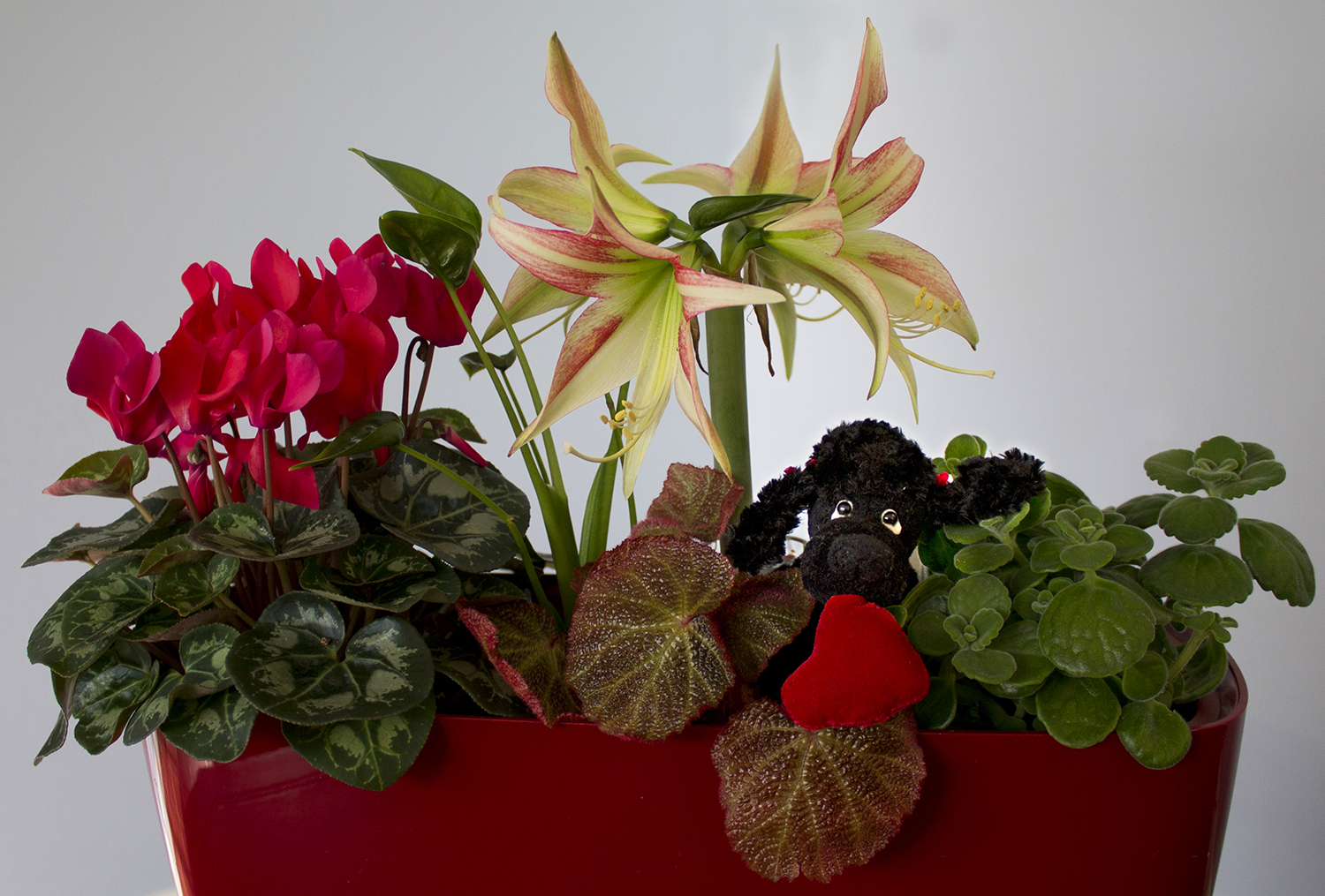 Valentine's Day Gifts from the Garden - PlantersPlace.com