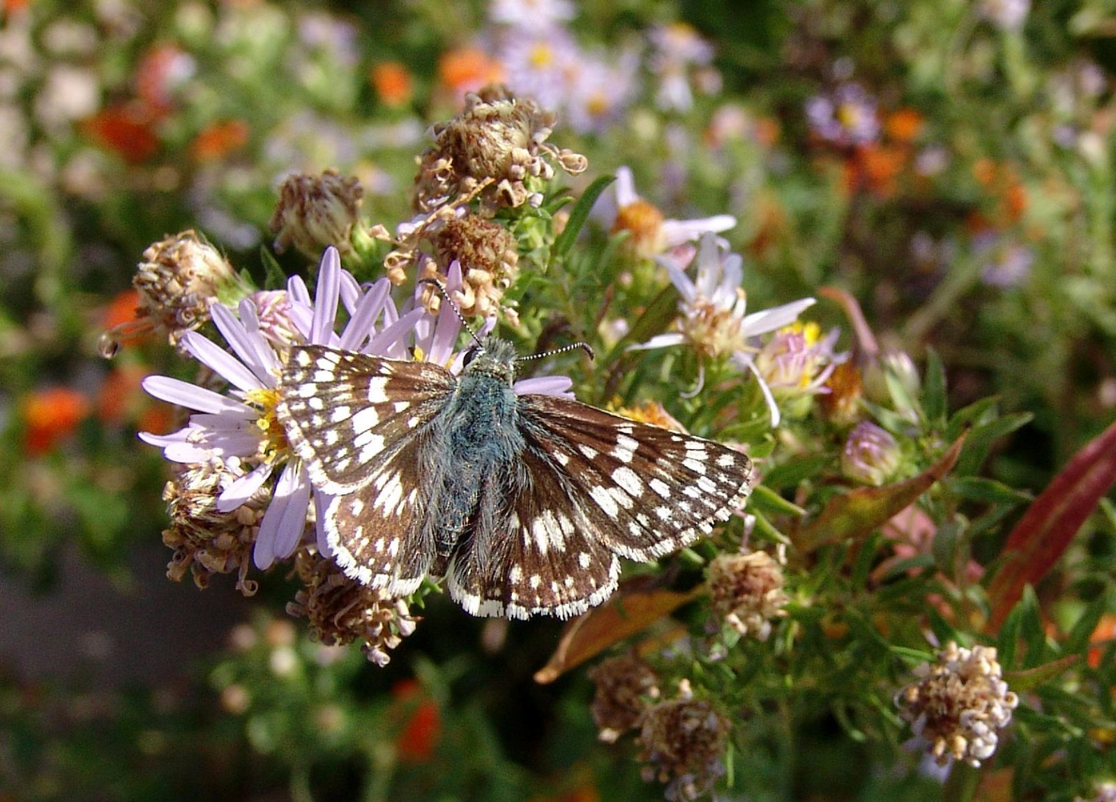 Today's Butterfly Profile: Skippers (Family Hesperioidea)