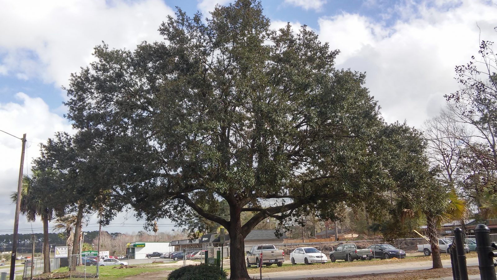 What Is Arbor Day and Why You Should Celebrate It? - PlantersPlace.com