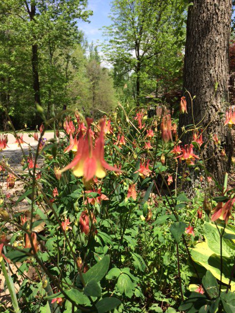 Columbines - a Gardener's Dream - Planters Place