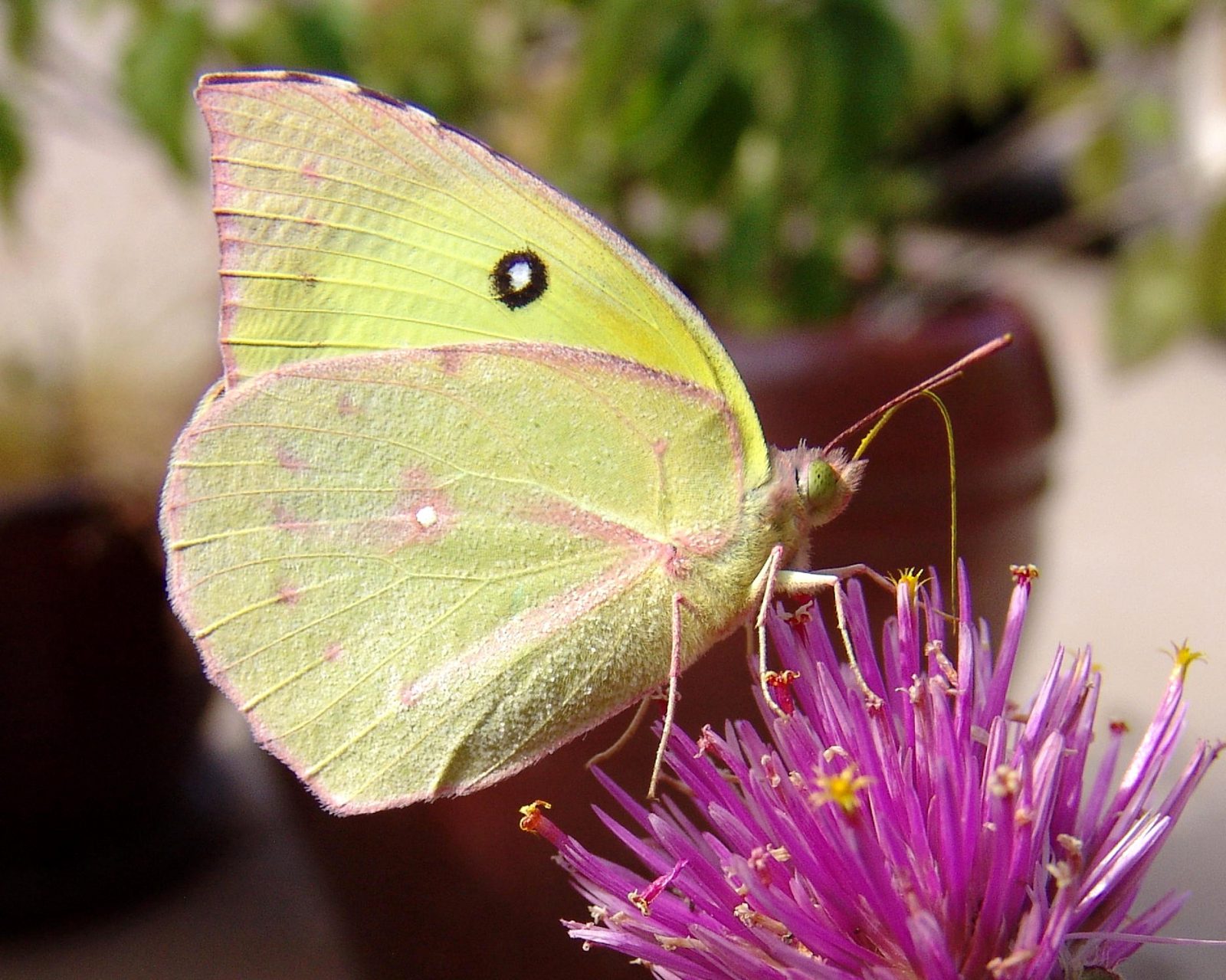 Butterfly Photography: Tips and Tricks - Planters Place