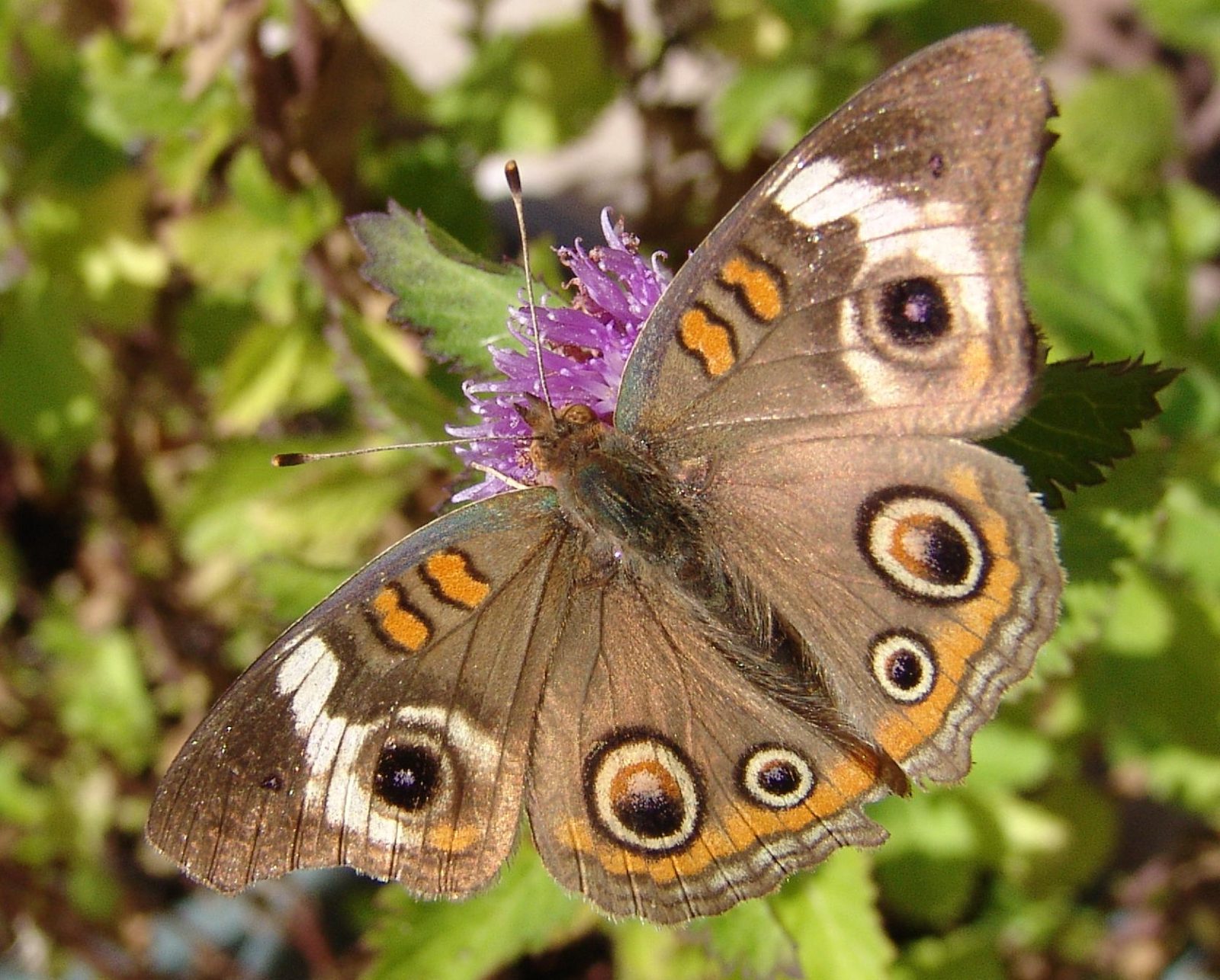 Plant profile: frog fruit - Planters Place