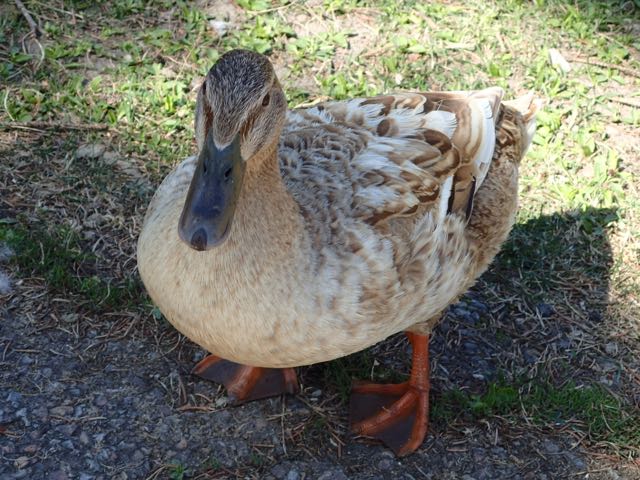 Ducks as Effective Pest Control in the Landscape - Planters Place