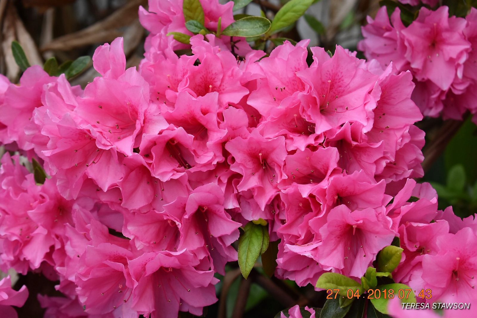 Pink Azalea - Planters Place