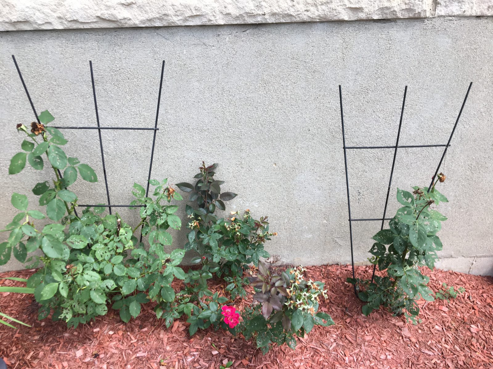 Roses with holes - Planters Place