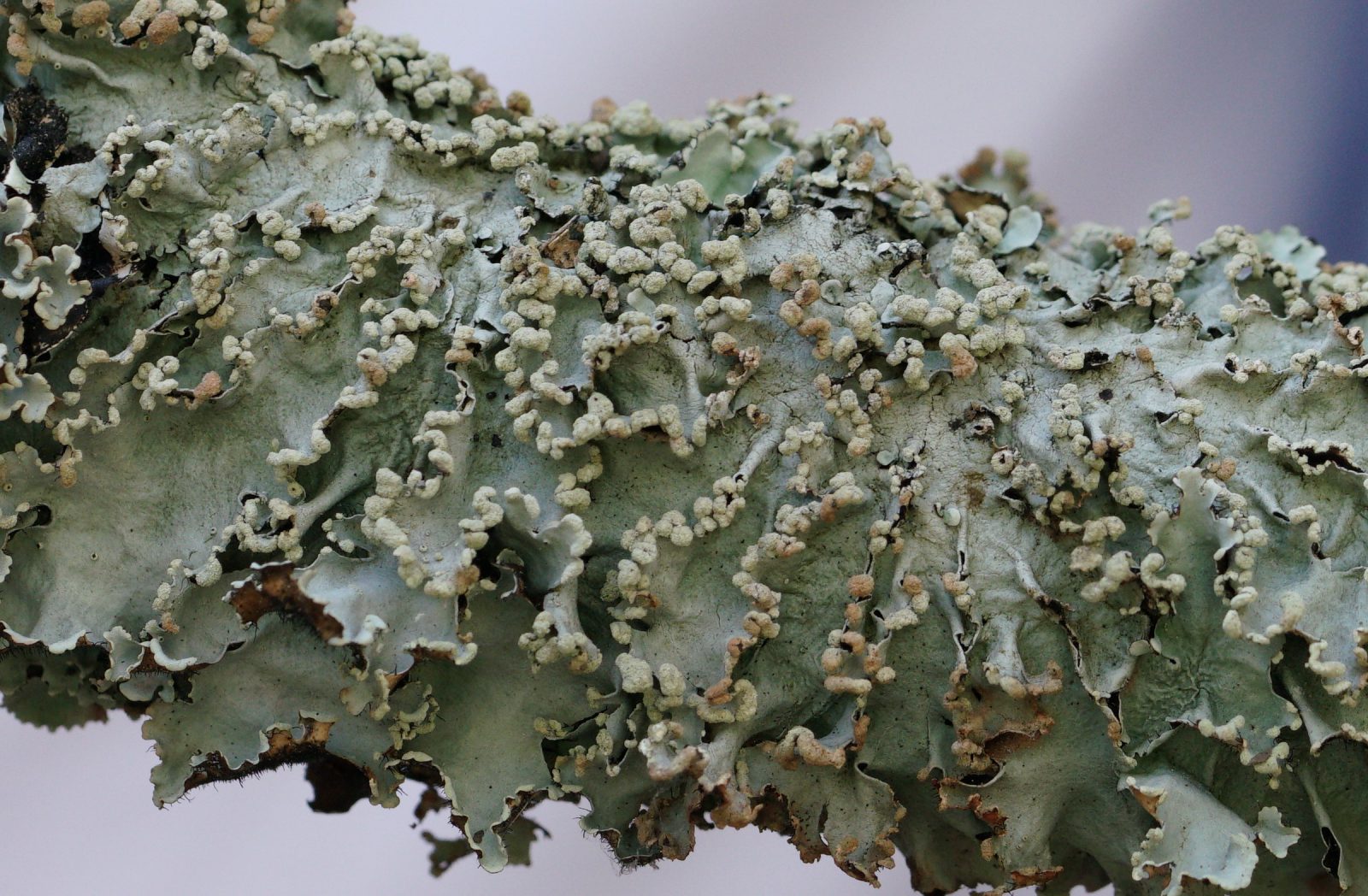 Lichens indicate a healthy environment - Planters Place