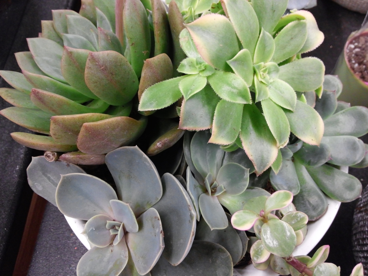 Five Easy-to-Grow Succulents - Planters Place