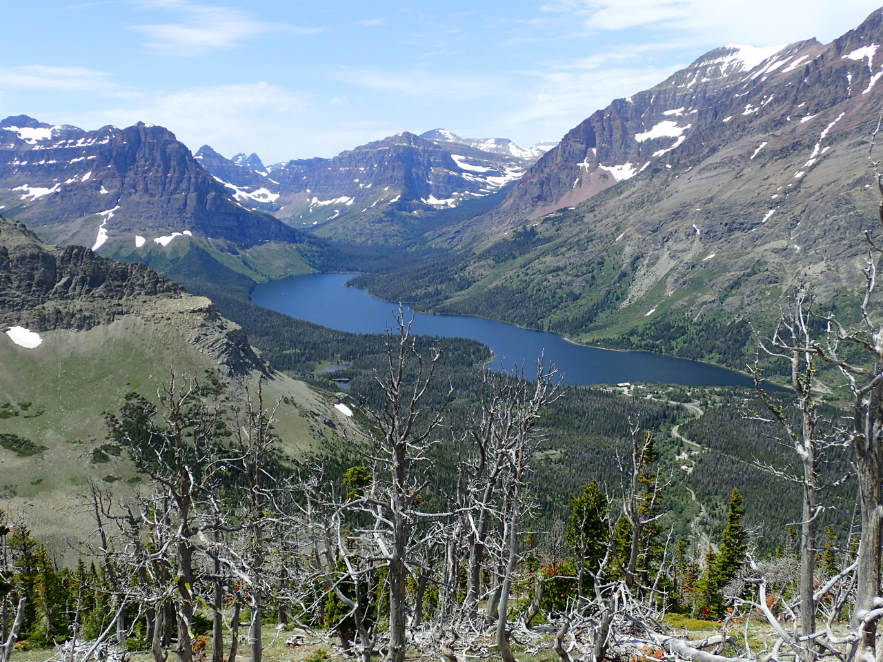 Blister Rust Resistant Currants and Gooseberries - Planters Place