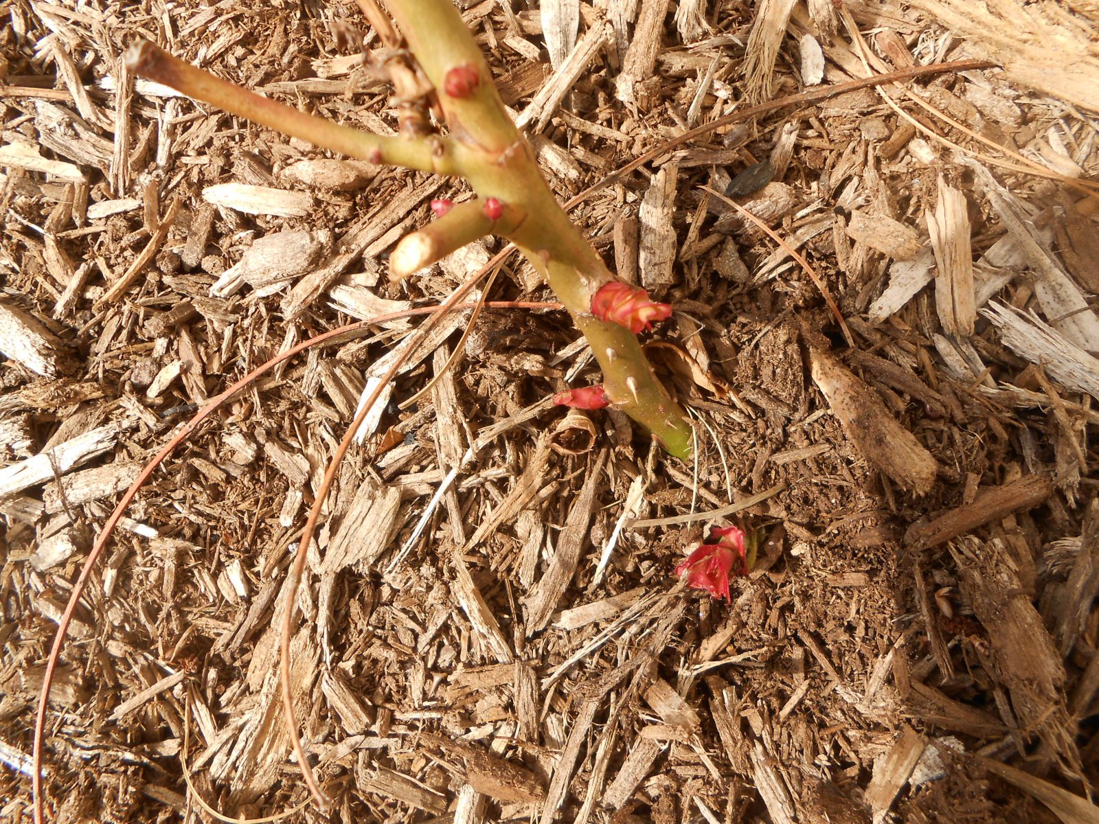 The First Spring Bud Break in the Garden - Planters Place