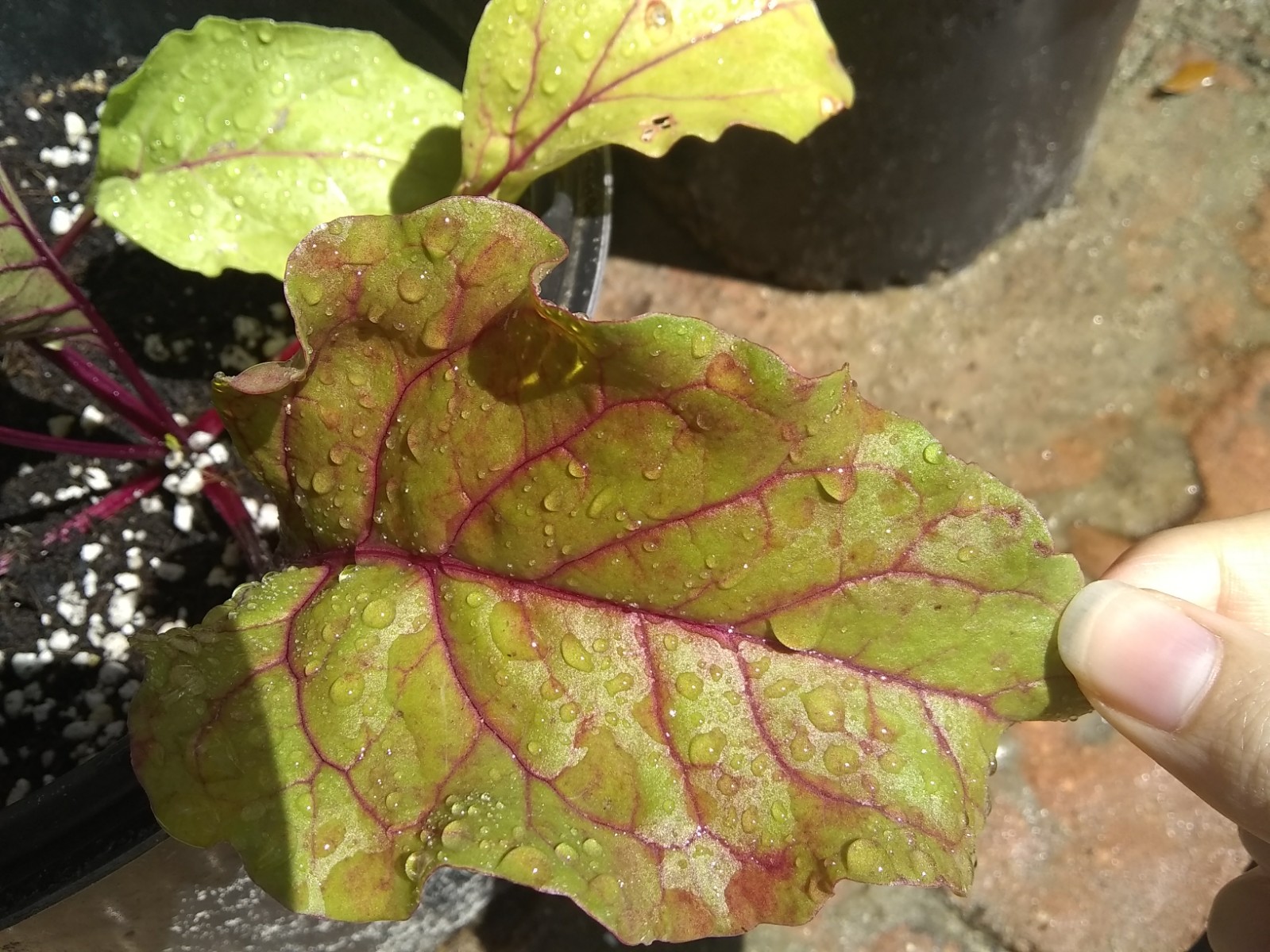 Beet leaves look odd...?? - Planters Place