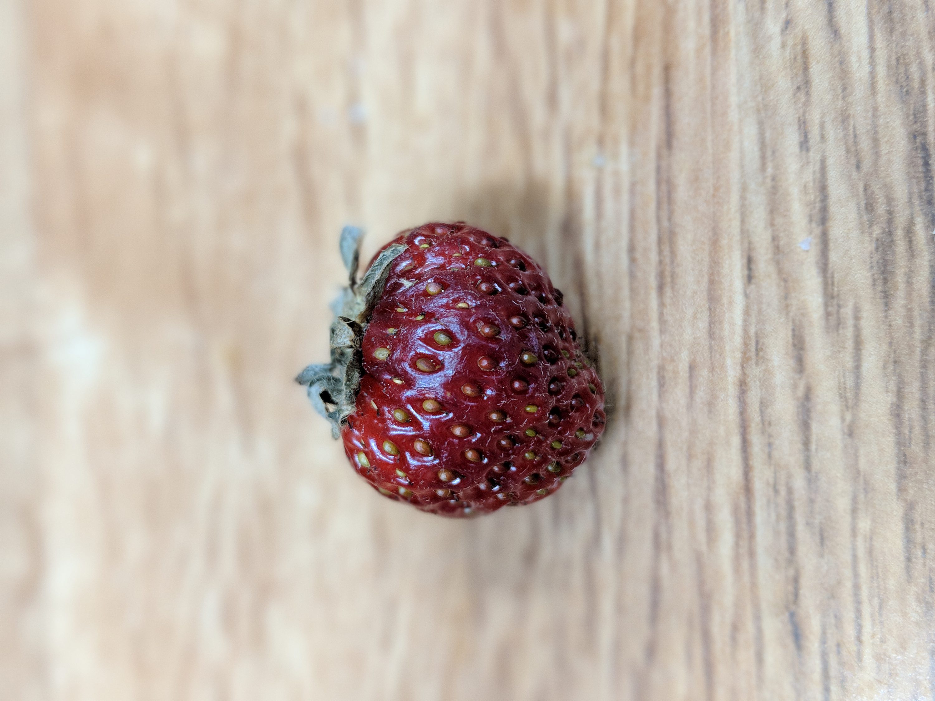 Keeping a Healthy Strawberry Patch