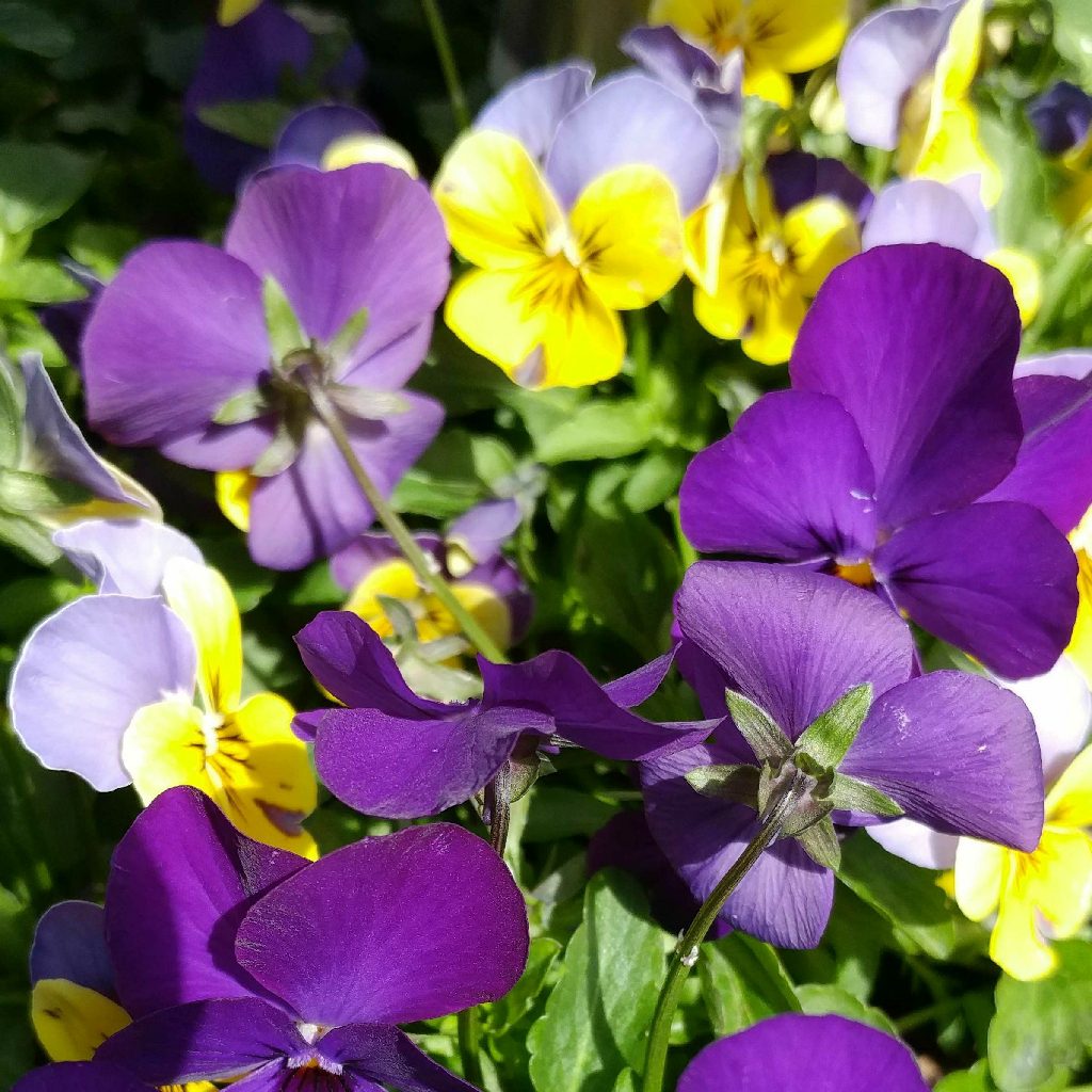 Pansie delight - Planters Place