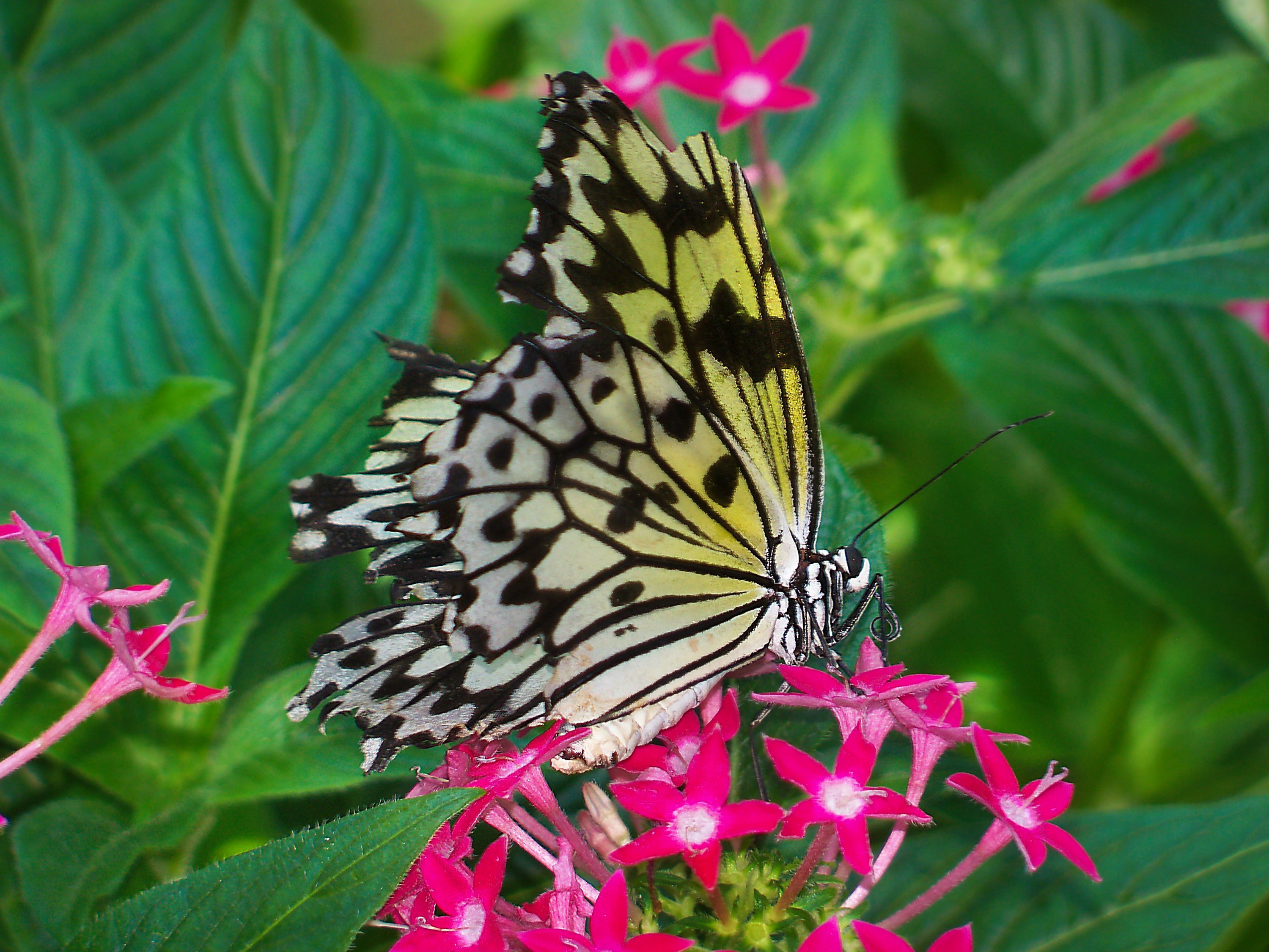 Butterfly - Planters Place