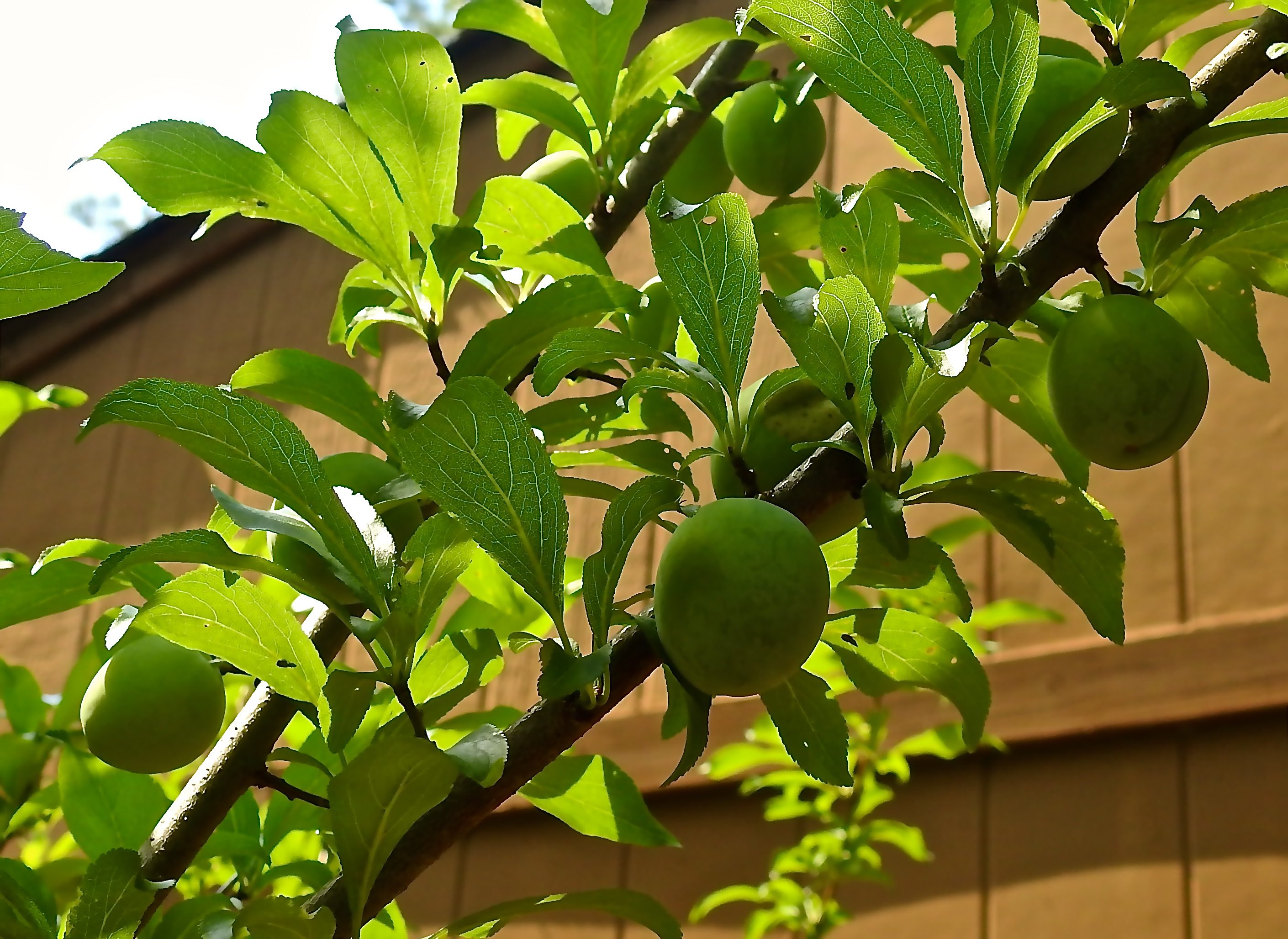 The Methley Plum Tree, Prunus salicina - Planters Place