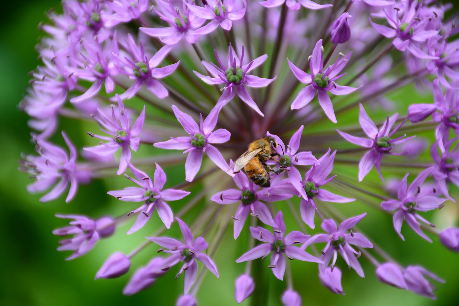 Buzzing around - Planters Place
