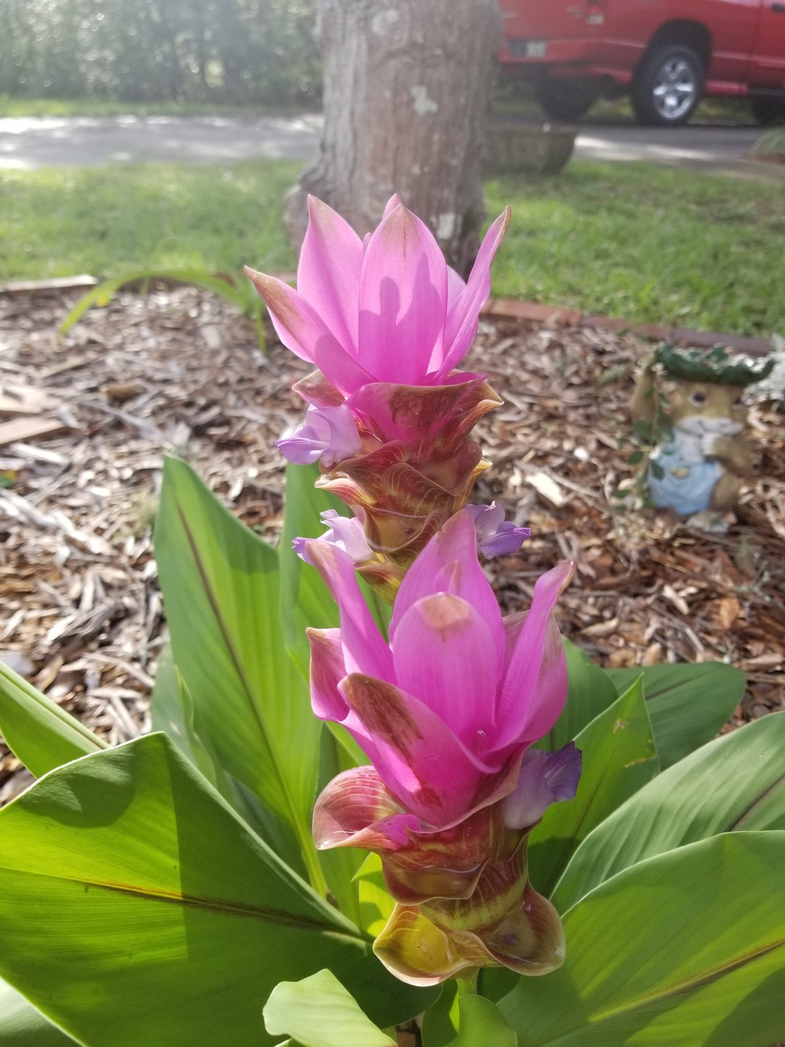Ginger in PINK - Planters Place