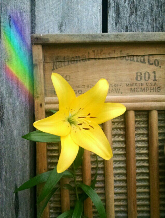 Lilly Rainbow - Planters Place