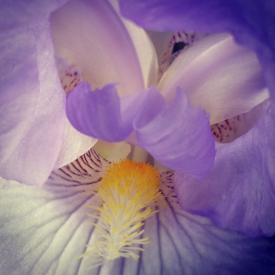 JScott Bearded Iris - Planters Place