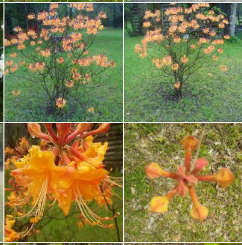 Native azalea - Planters Place