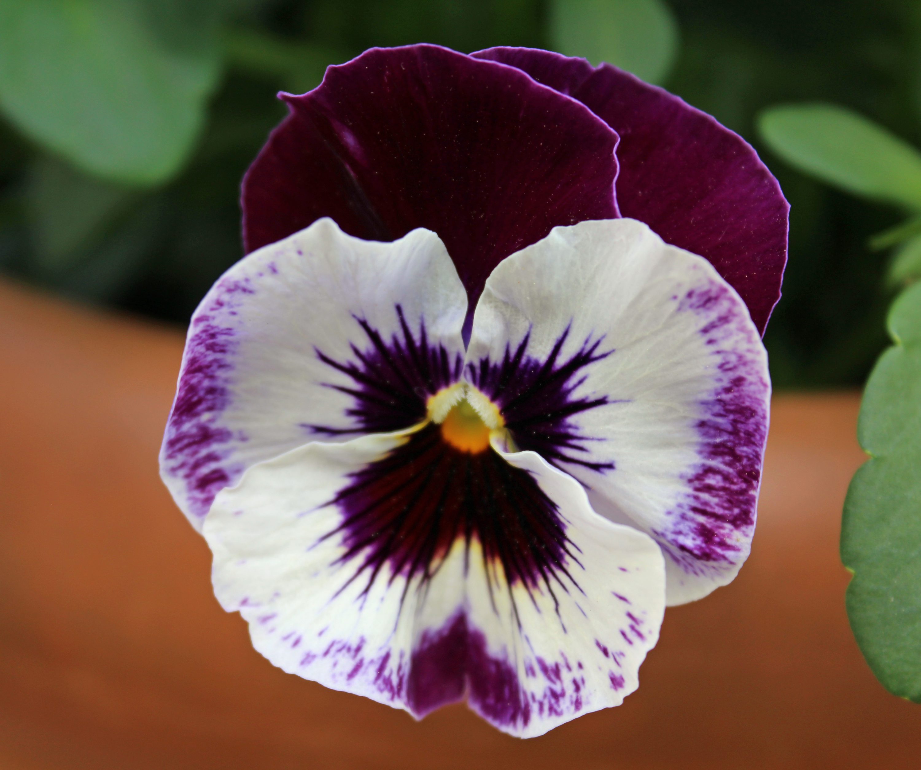 Smiling face pansy welcomes Spring - Planters Place