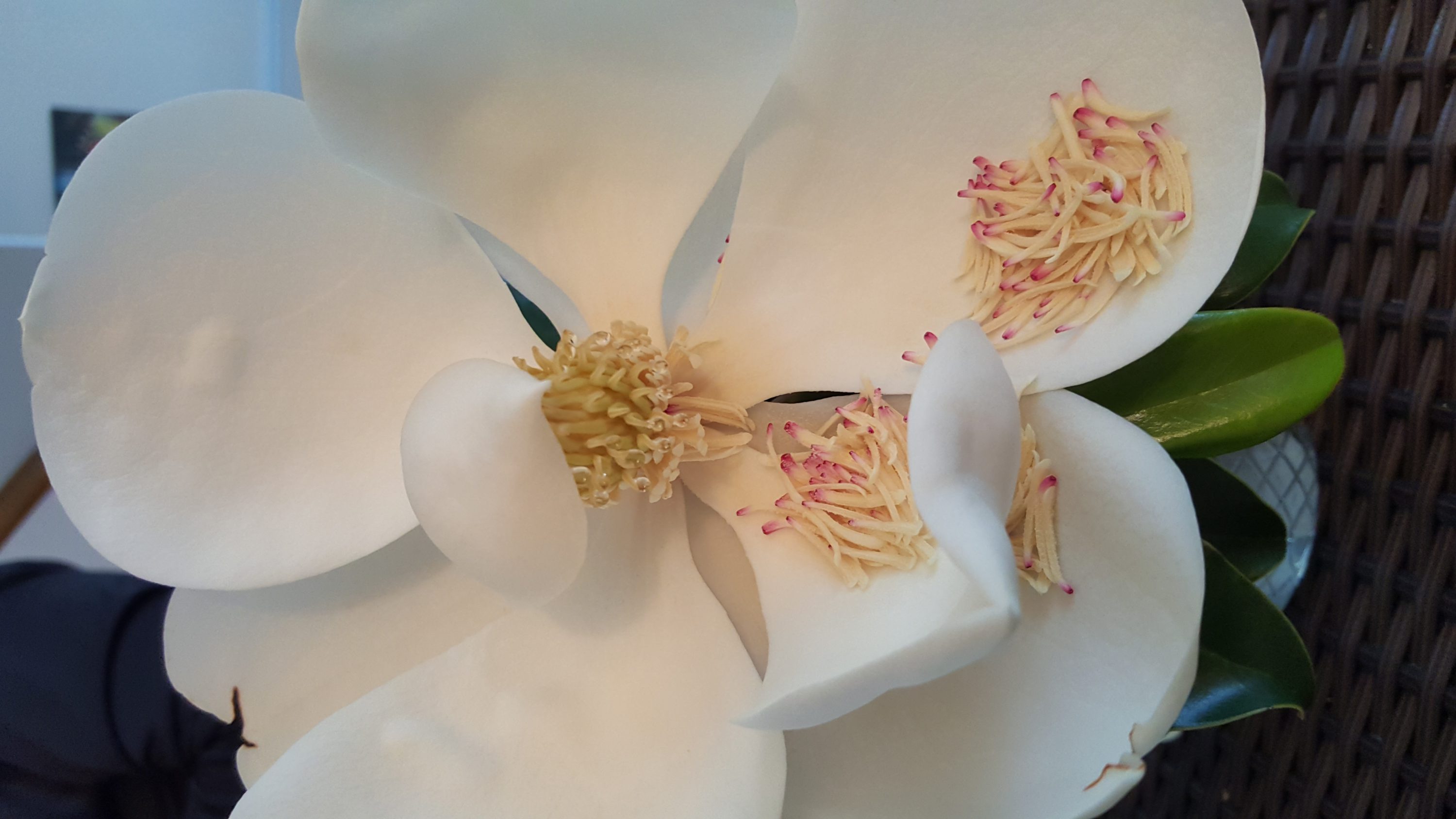 Magnolia magic - Planters Place