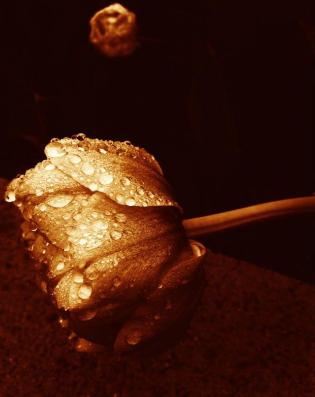 Golden beauty - Planters Place