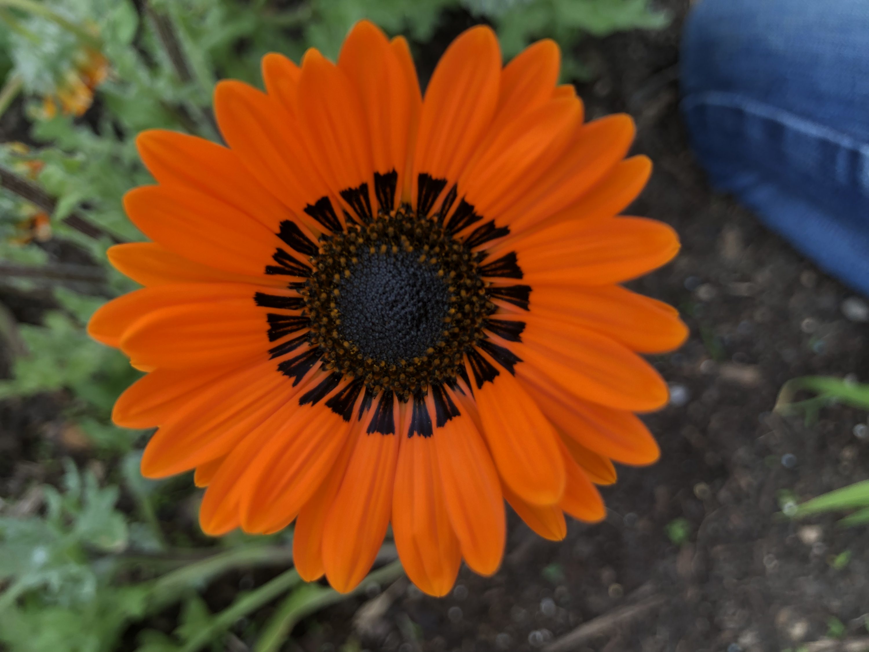Orange Prince Daisy - Planters Place