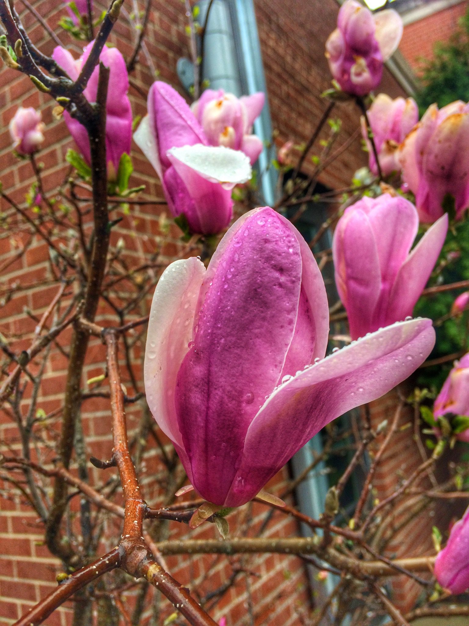 Blooming High - Planters Place