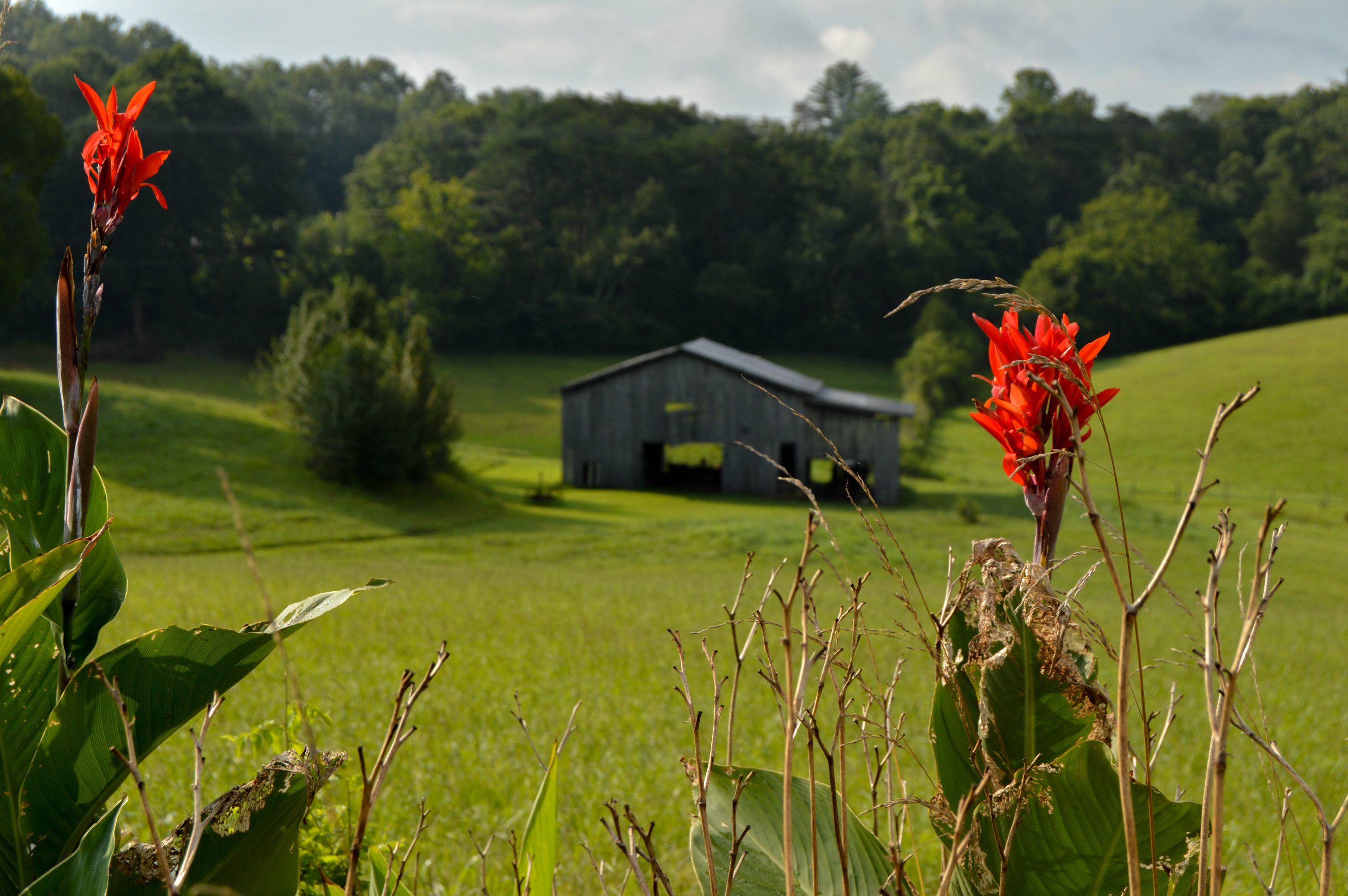 Red Flowers Framing a Mysterious Farm - Planters Place