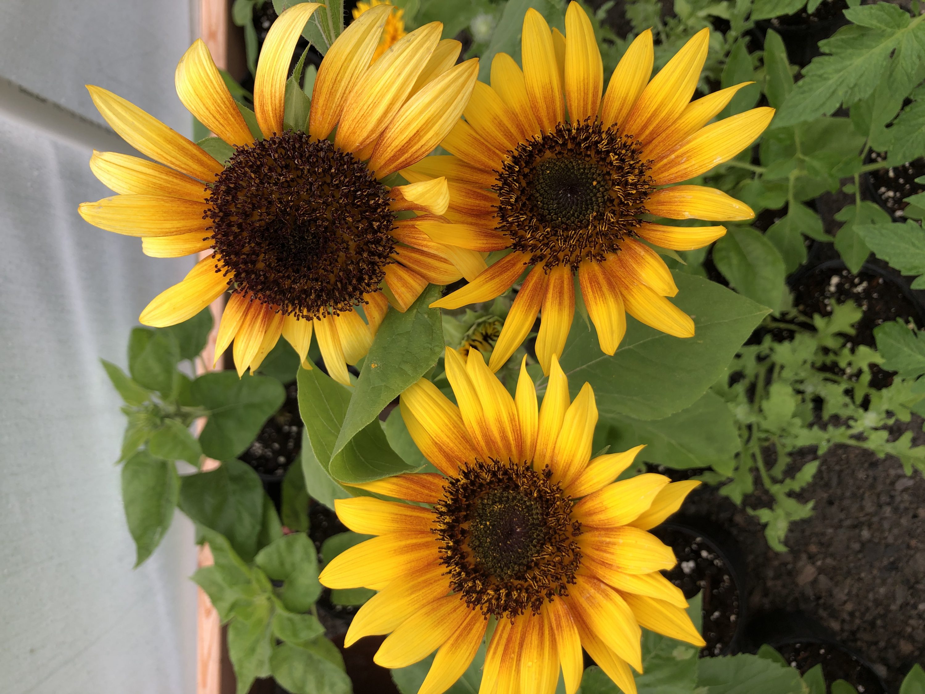 Solar eclipse sunflower - Planters Place