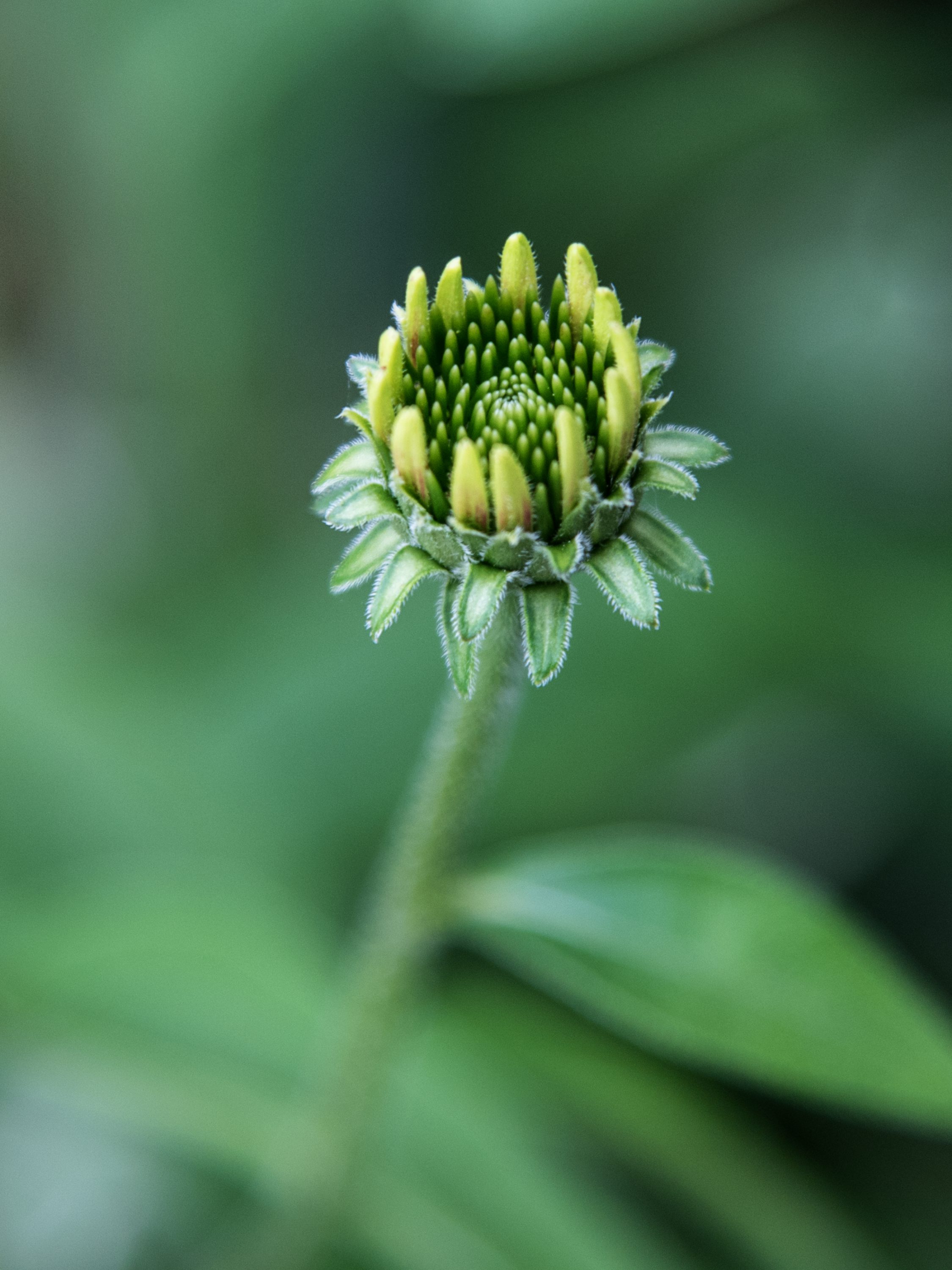 Emerging Echinacea - Planters Place