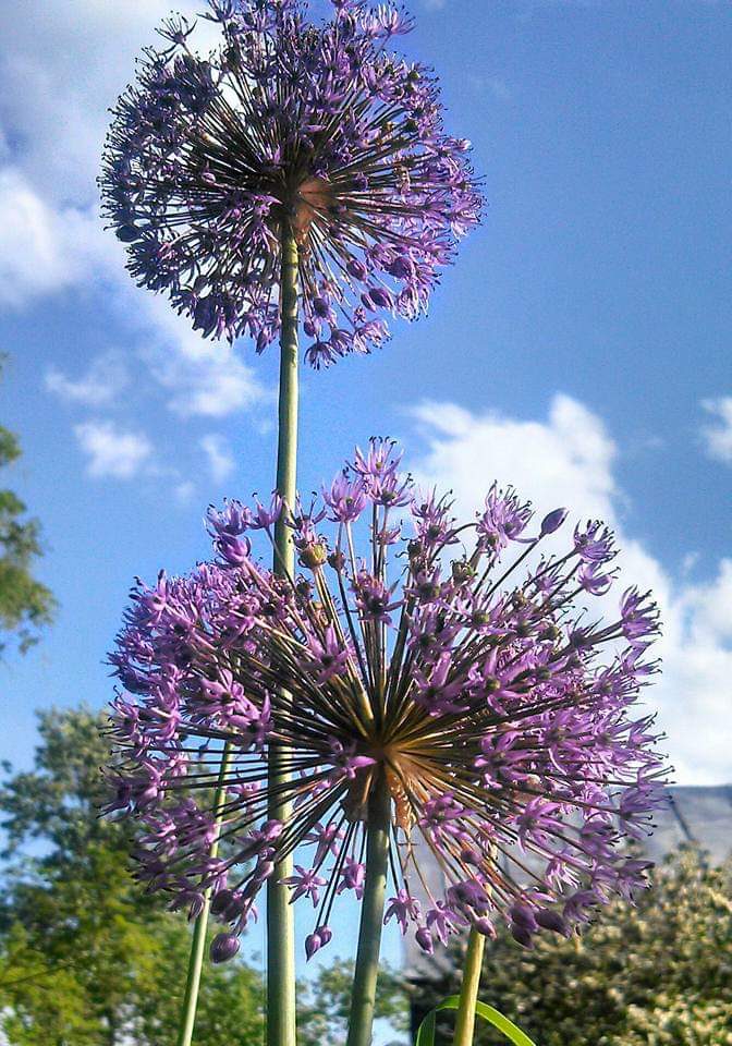Allium - Planters Place