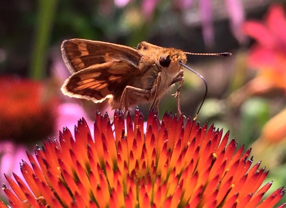 Cone Flower Feeding the Wildlife - Planters Place