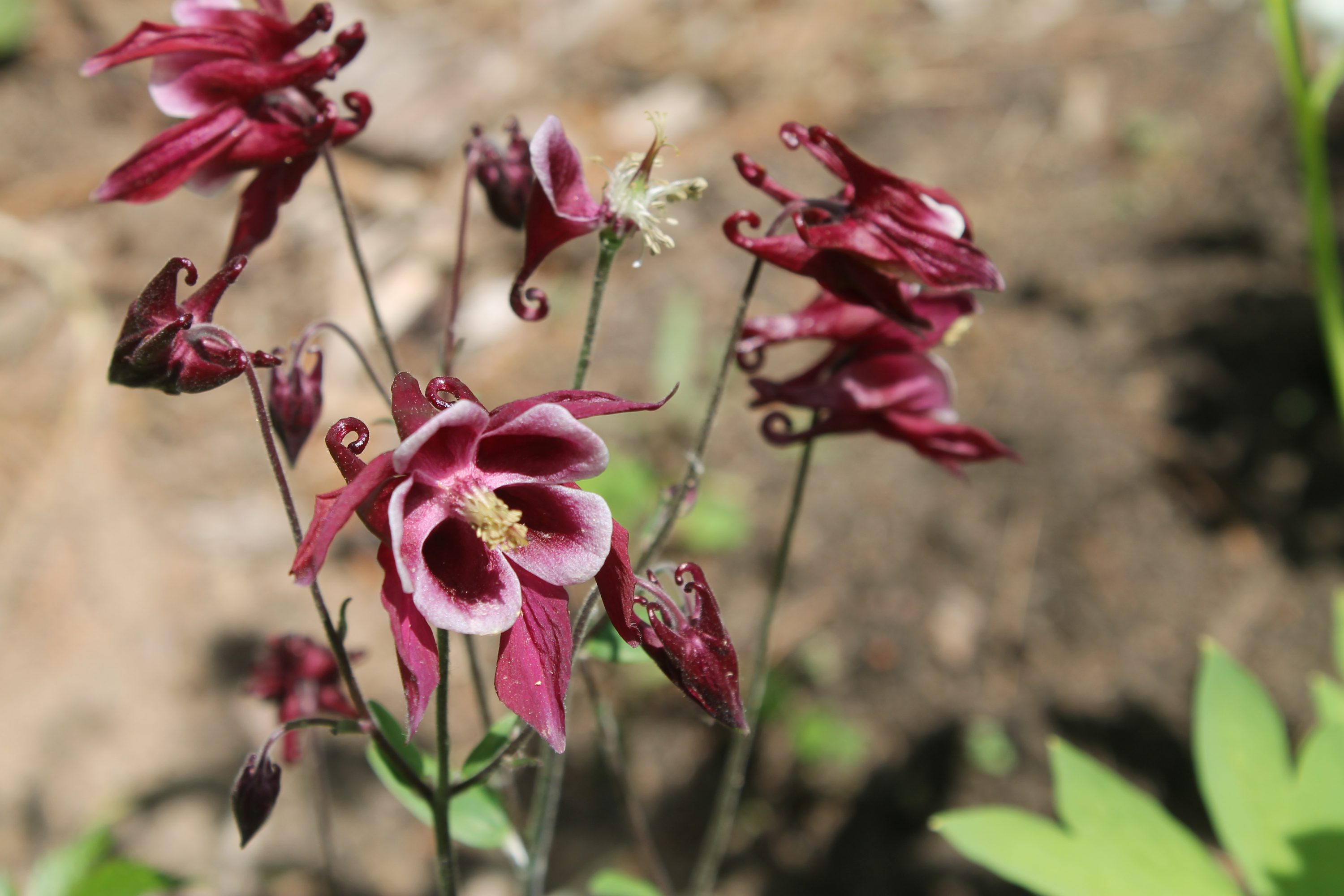 Bee Nectar - Planters Place