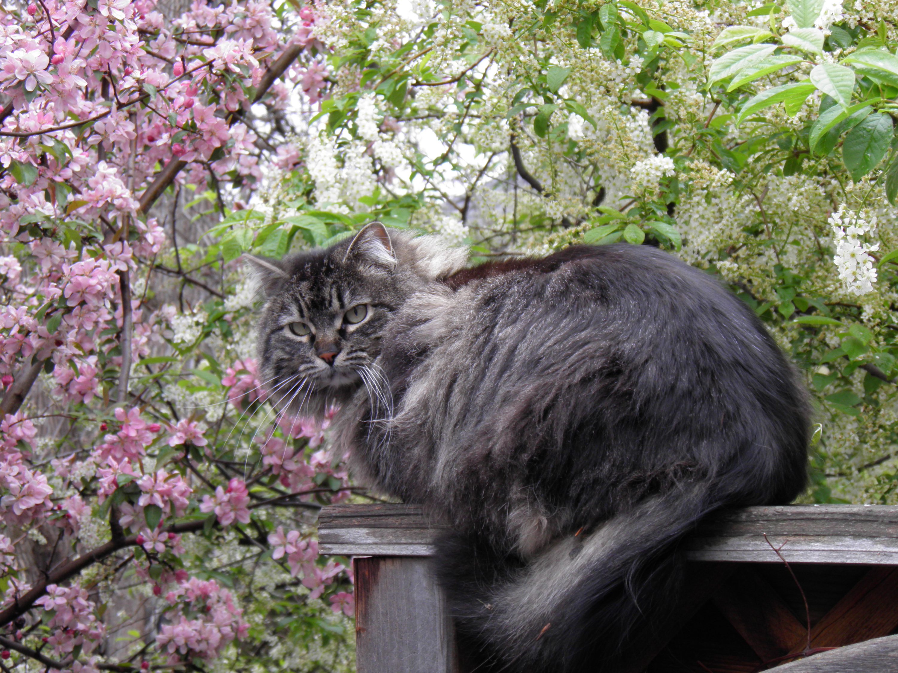 Mama Kitty with Eurpean Bird Cherry tree & Radiant Crabapple tree ...
