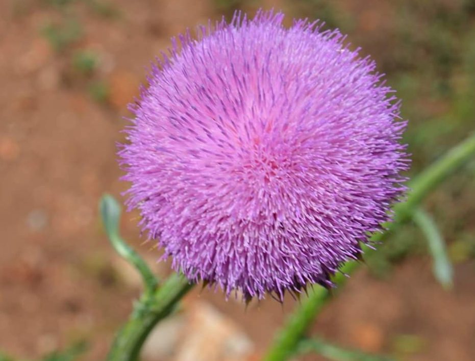 Purple puff - Planters Place