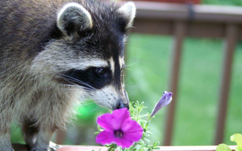 Paterson's curse Archives - Planters Place