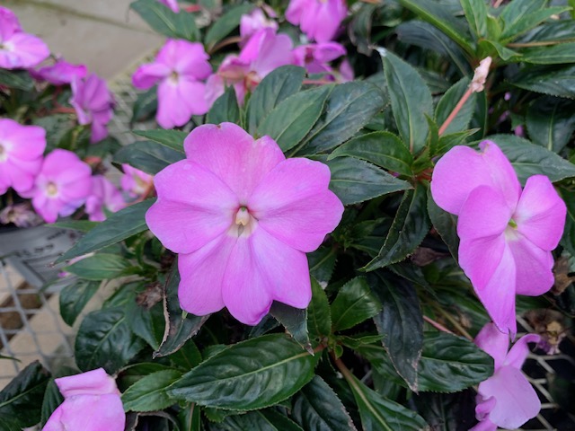 Impatiens Infinity Lavender - Planters Place