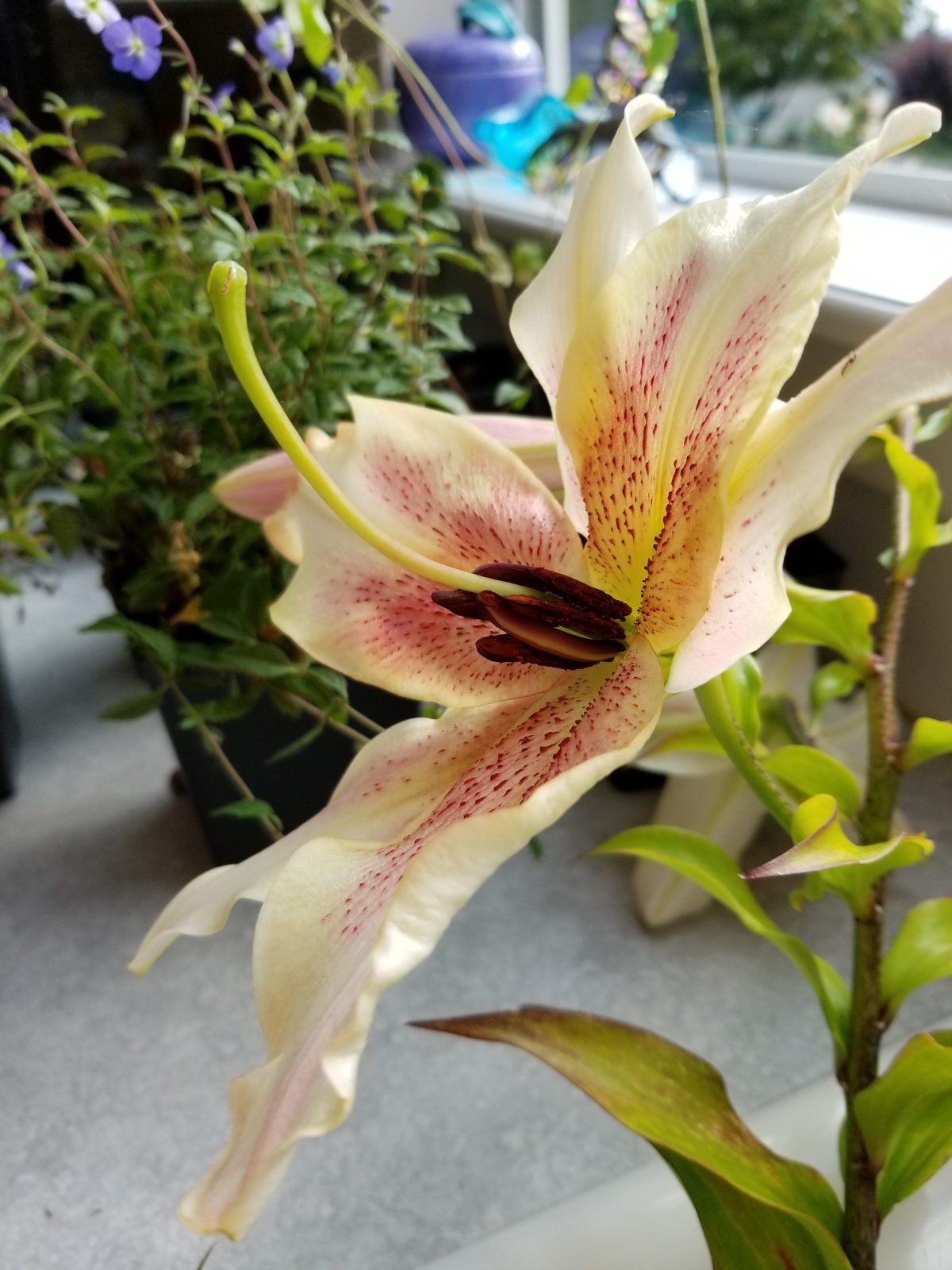 Odd looking Red Hot lily - Planters Place