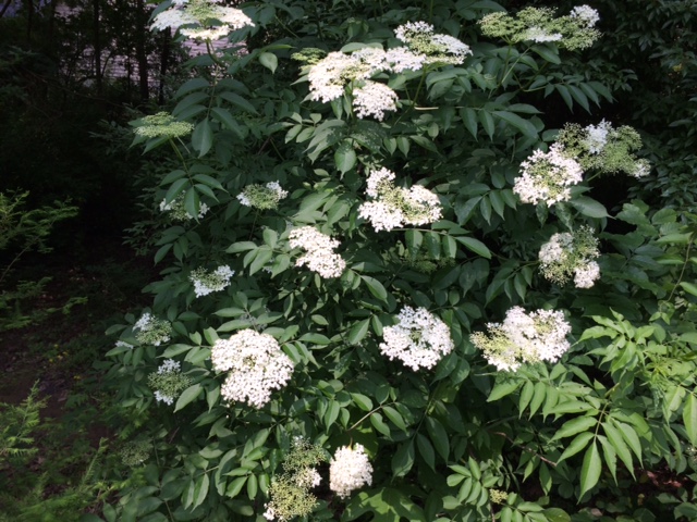 Elderberries (Sambucus canadensis) - Myths and Facts - Planters Place