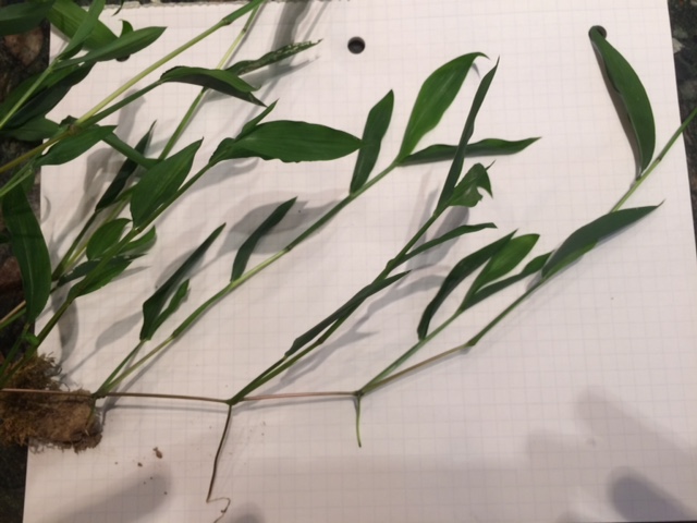Japanese Stiltgrass - Good News, Bad News - Planters Place