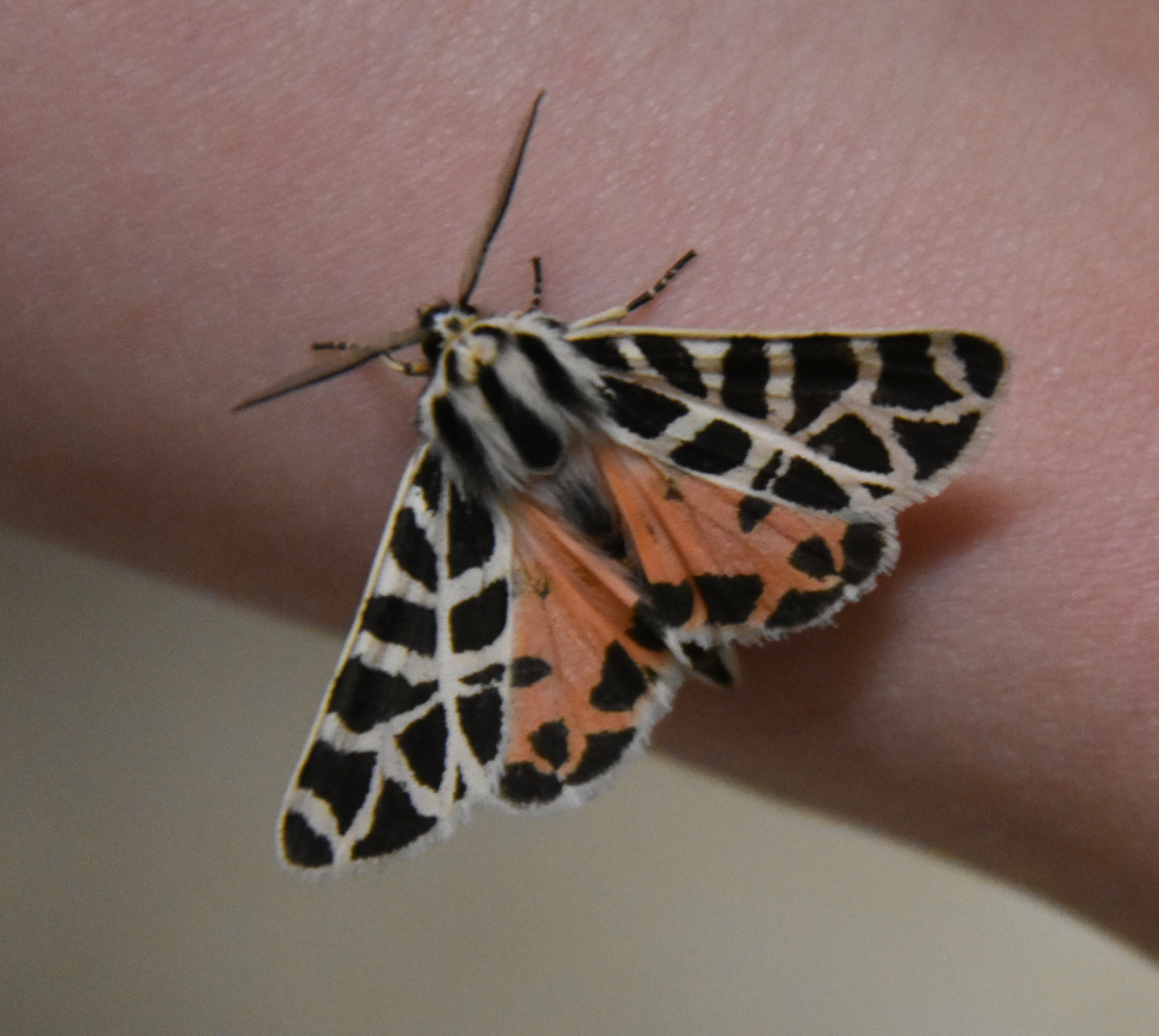 Finding the beauty in moths by taking a closer look - Planters Place