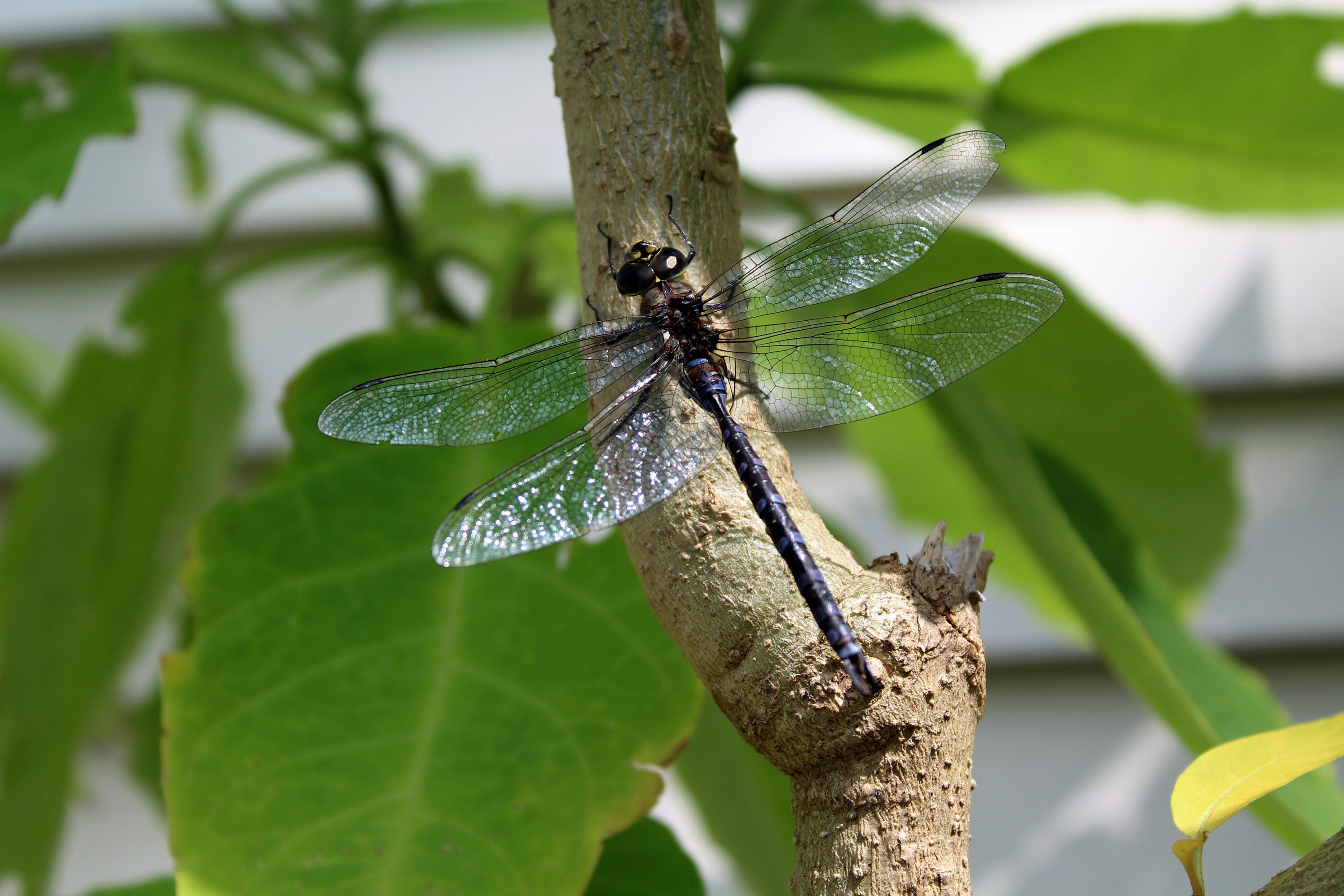 Delicate Dragonfly - Planters Place