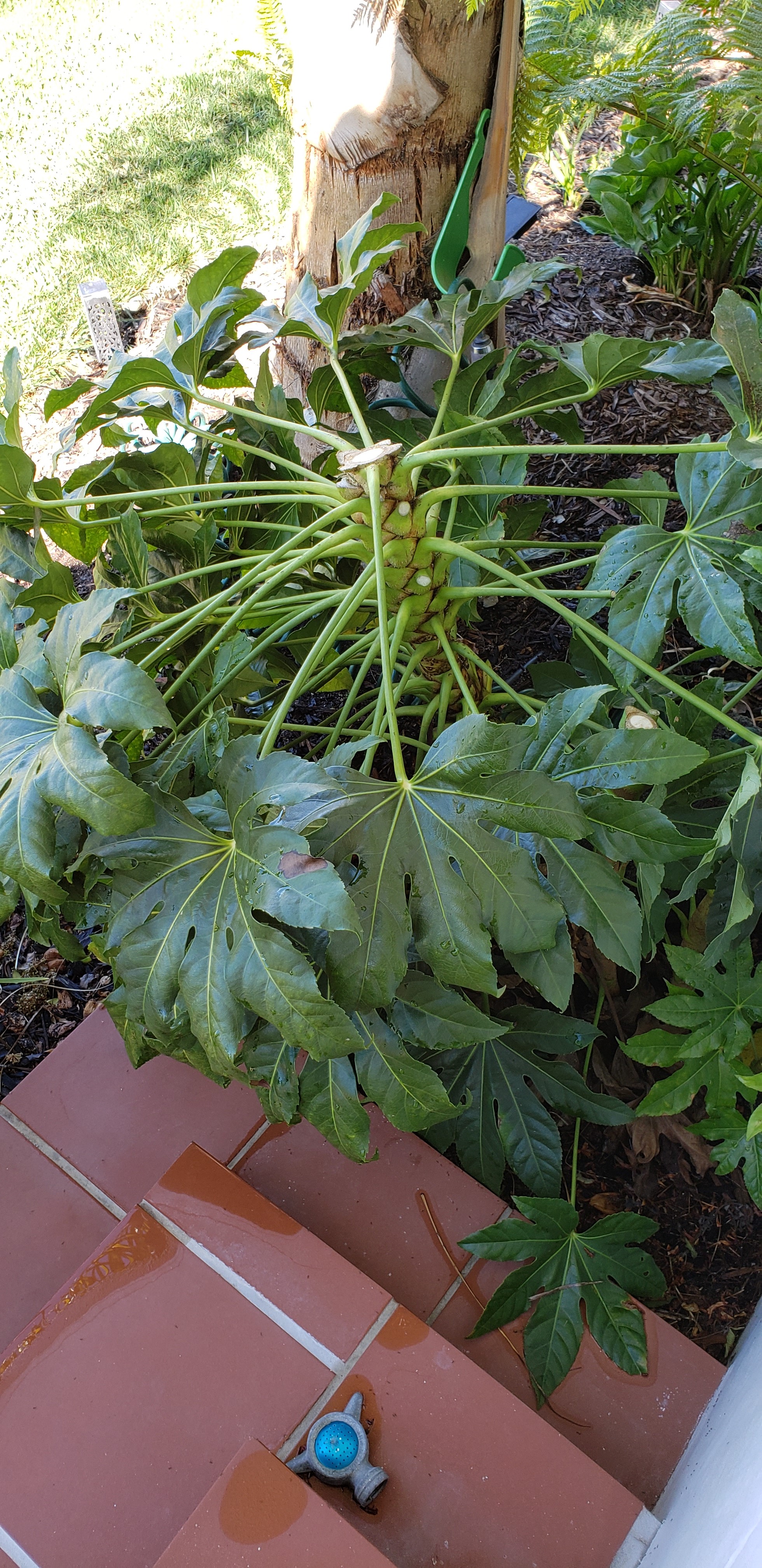 Pruning Fatsia - Planters Place