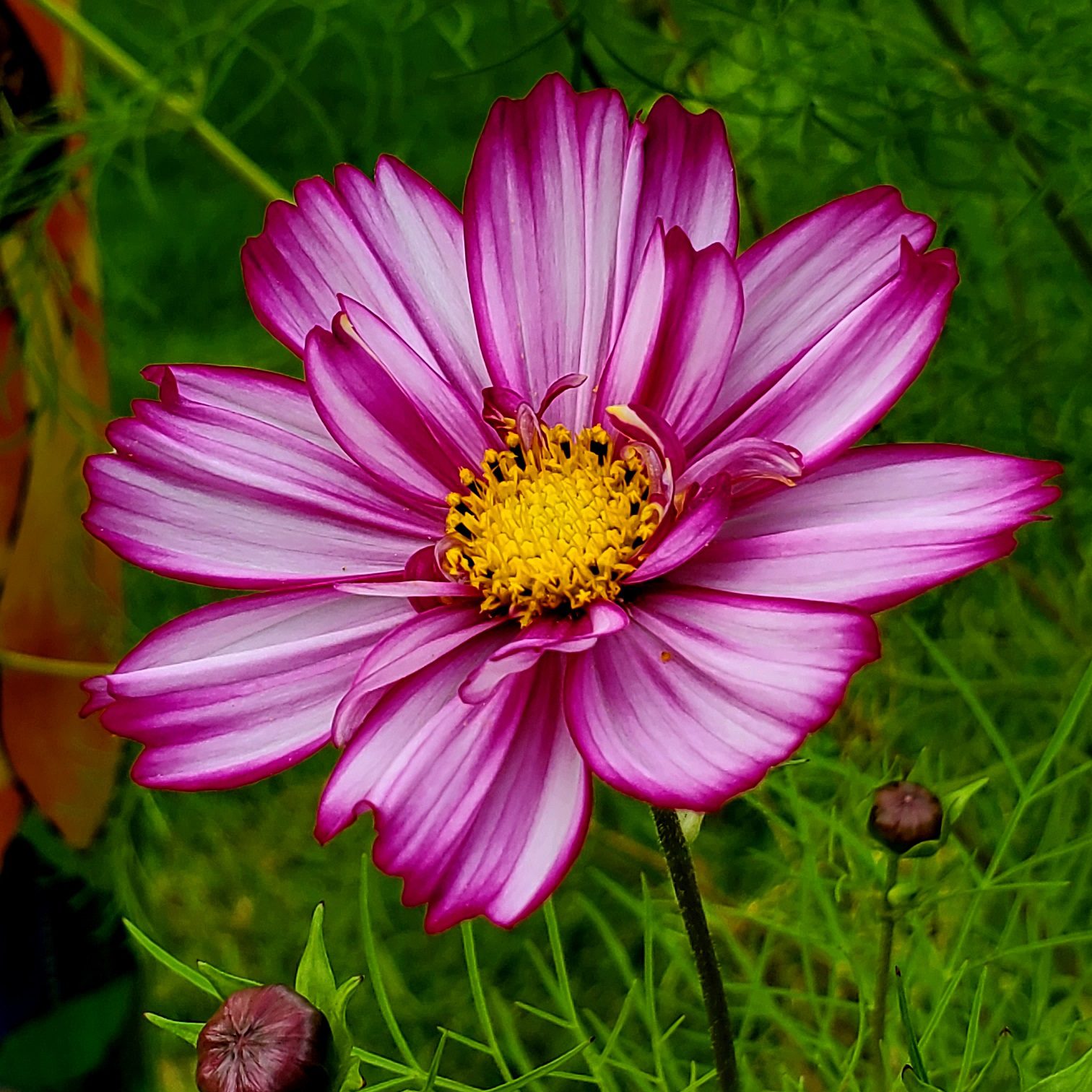 Cosmos splendor - Planters Place